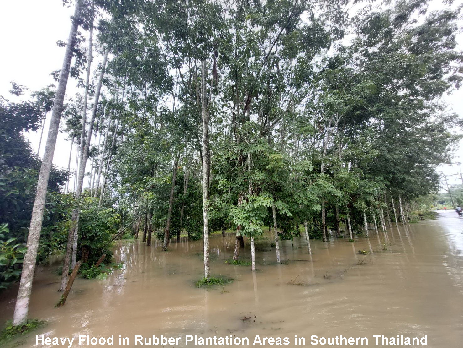 IRCo – International Rubber Consortium Limited